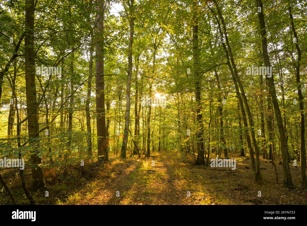 Herbstlicher Wald, Marburger Bergland, Hessen, Deutschland Stock Photo ...