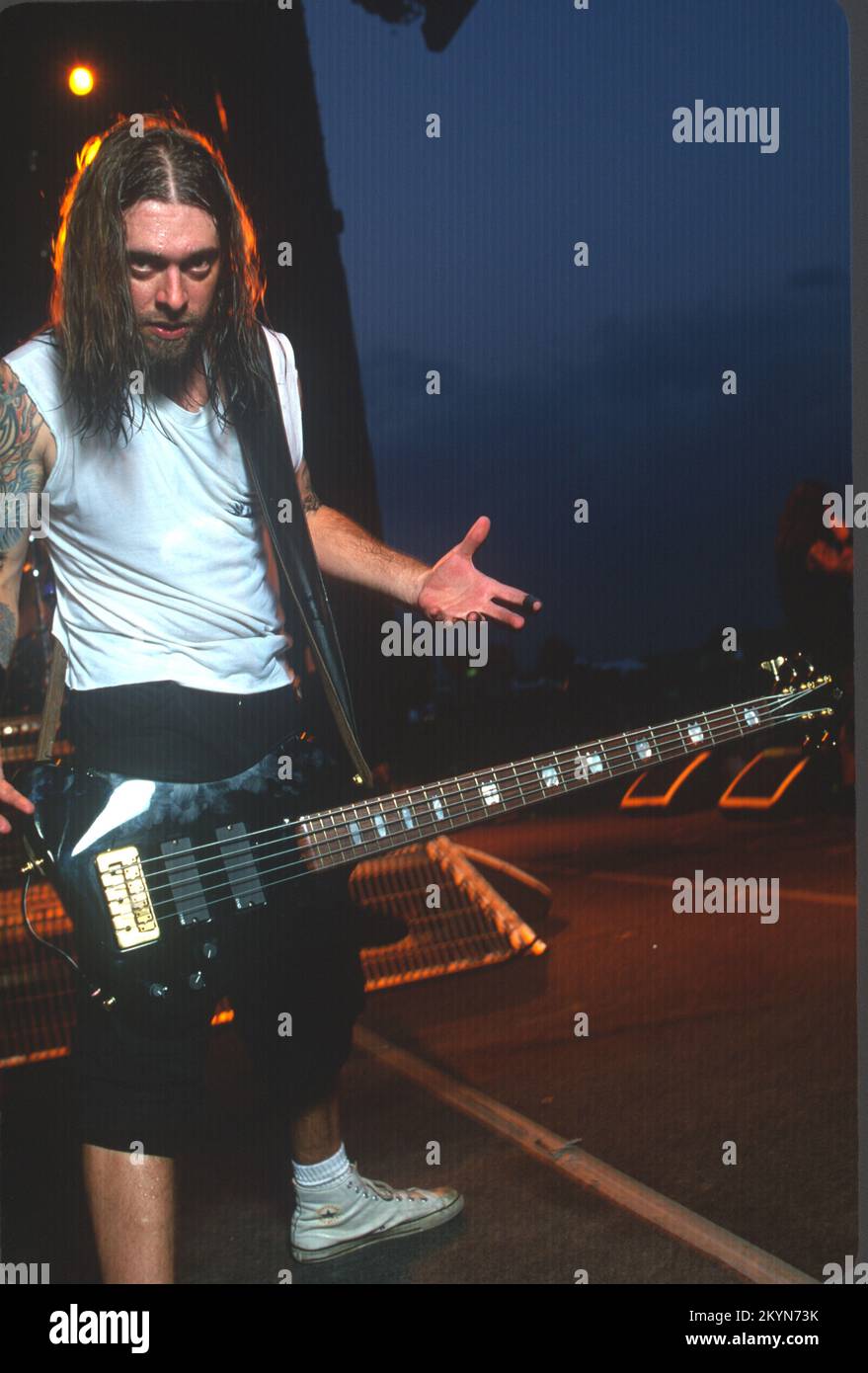 Rex brown pantera hi-res stock photography and images - Alamy
