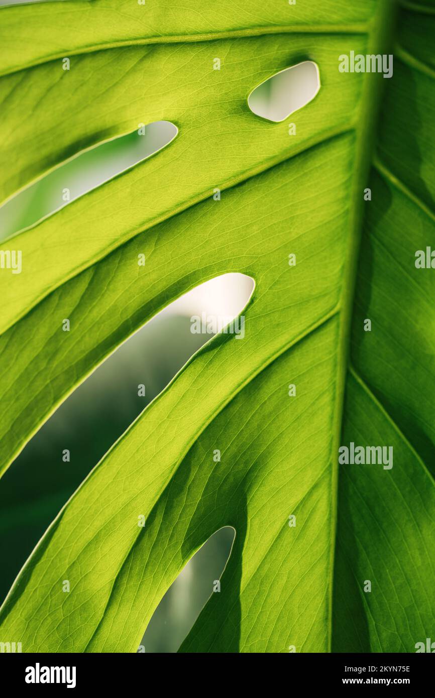 Monstera leaf close-up under sunlight Stock Photo - Alamy