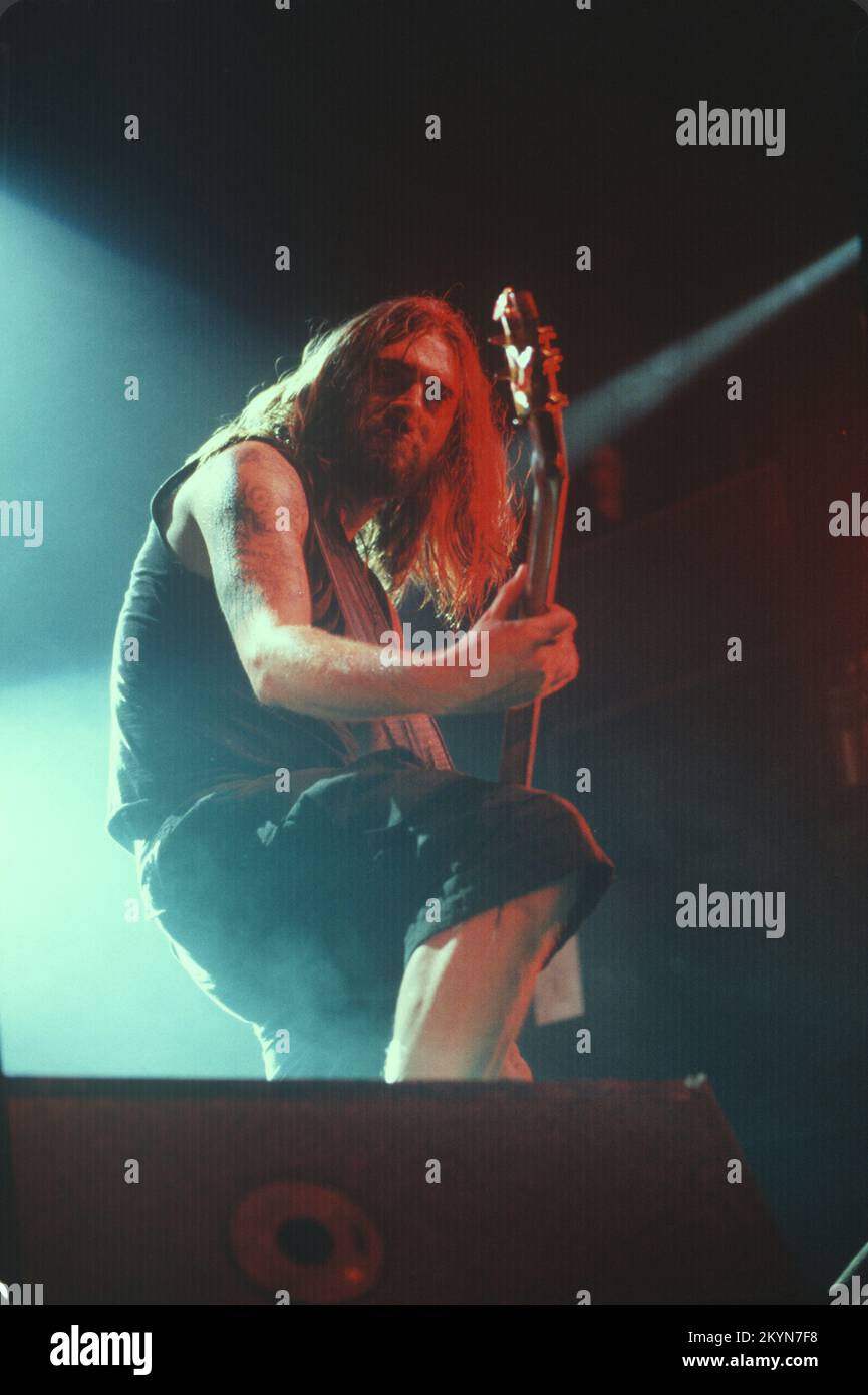 Rex brown pantera hi-res stock photography and images - Alamy