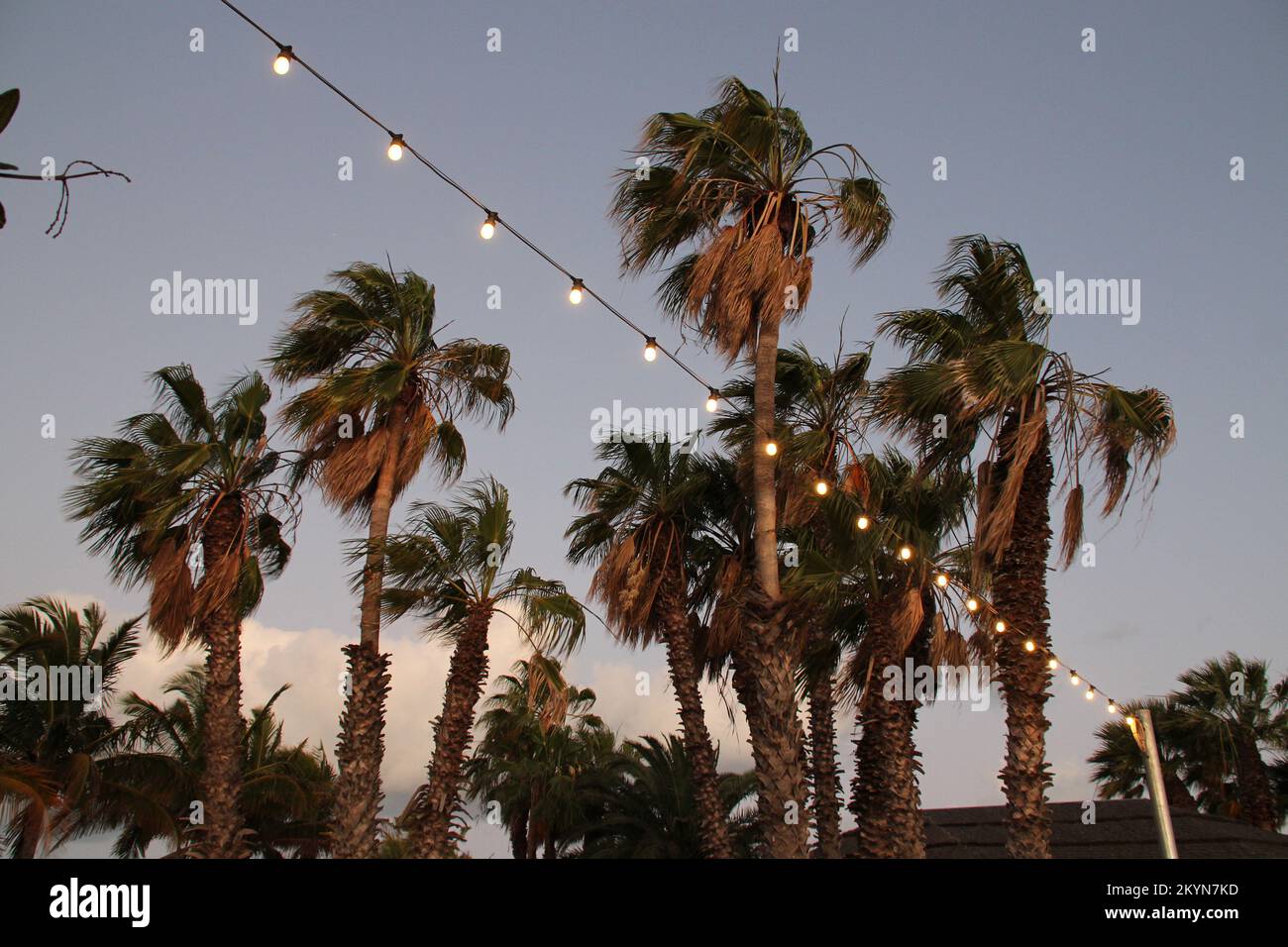 palm trees and bulbs garland in australia Stock Photo - Alamy