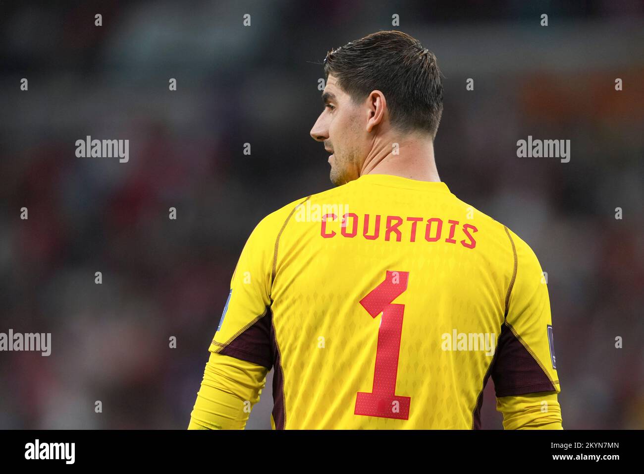 Al Rayyan, Qatar. 1st Dec, 2022. Thibaut Courtois, goalkeeper of ...