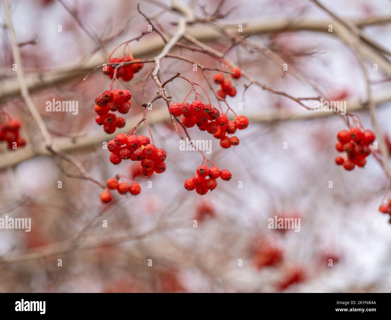 A bunch of red rowan in autumn leaves. Autumn bright red rowan berries ...