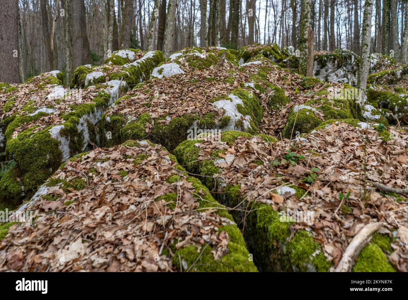 Karst landscape in winter in Slovenian forest Stock Photo - Alamy