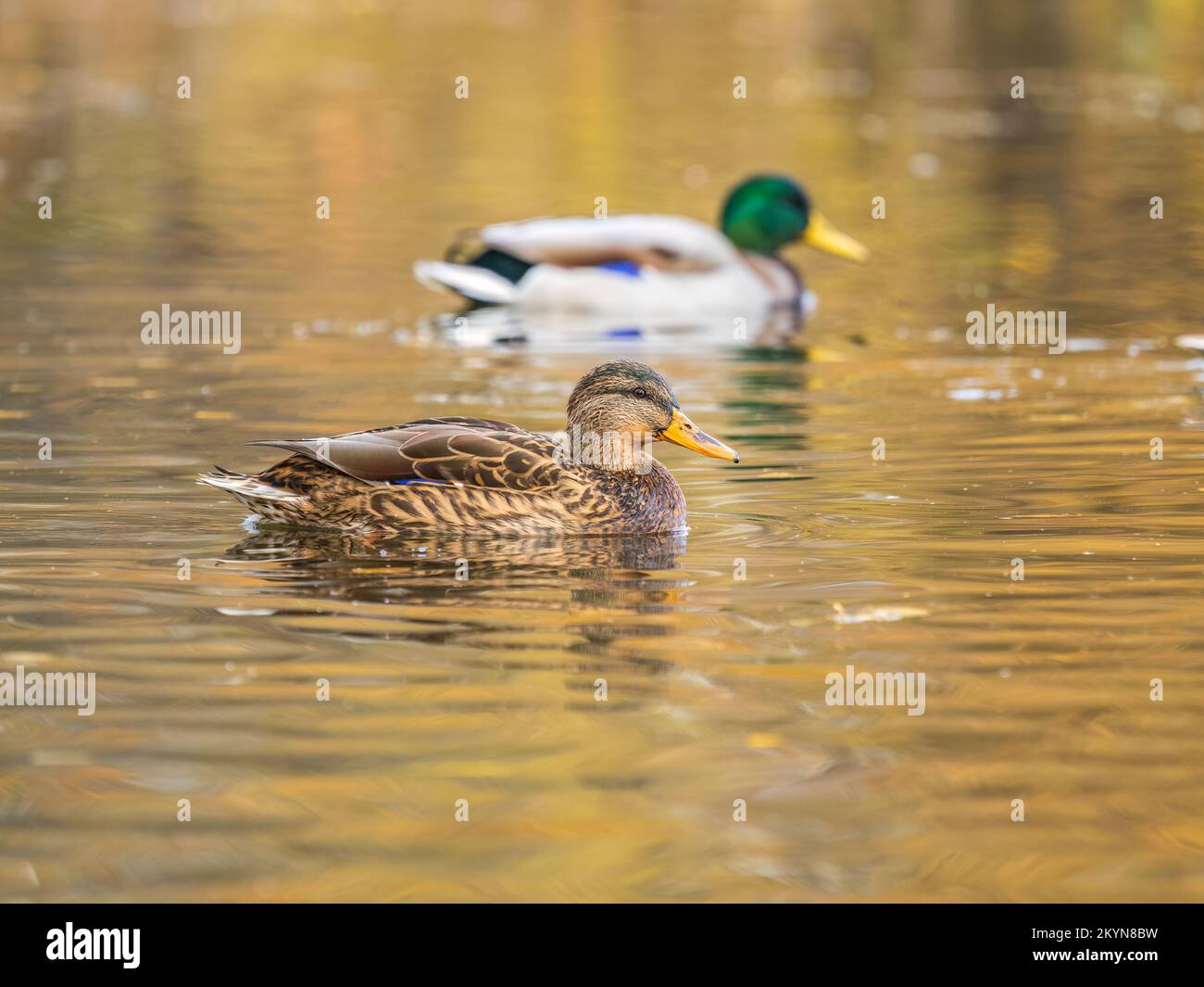 Duck swims in the pond. Portrait of a female of duck on the water ...