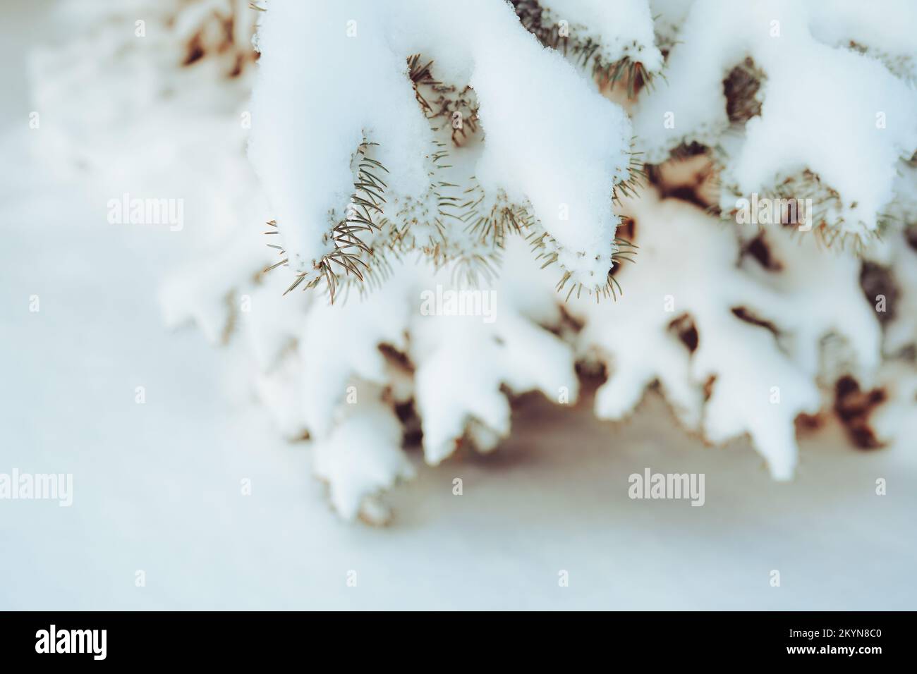 Close up of fir tree branch covered with snow in winter forest. Real ...