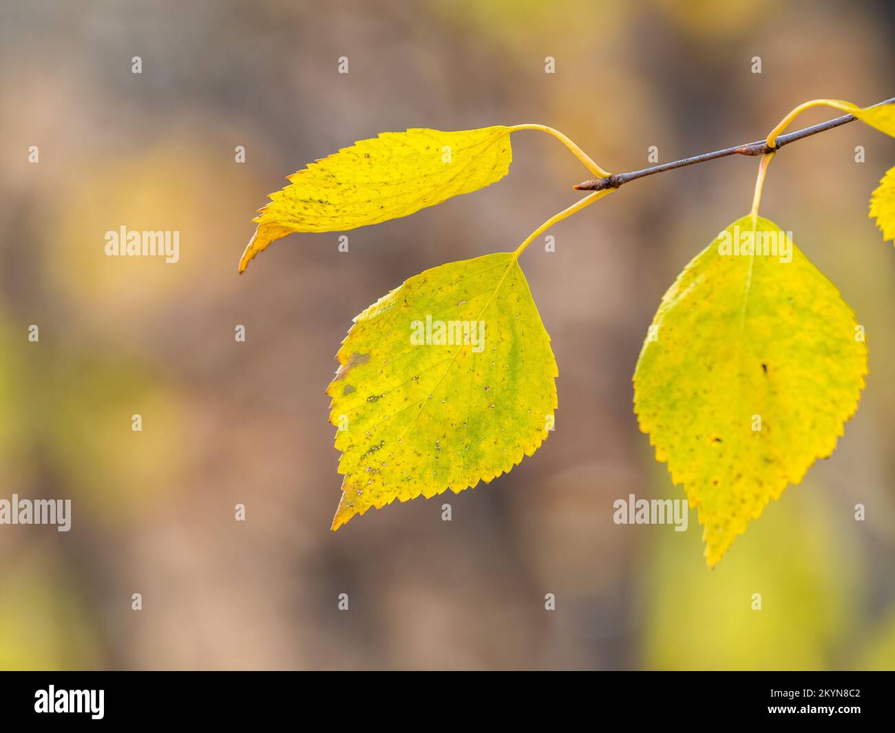 Autumn yellow and orange leaves on the sun and blurred trees. Fall ...