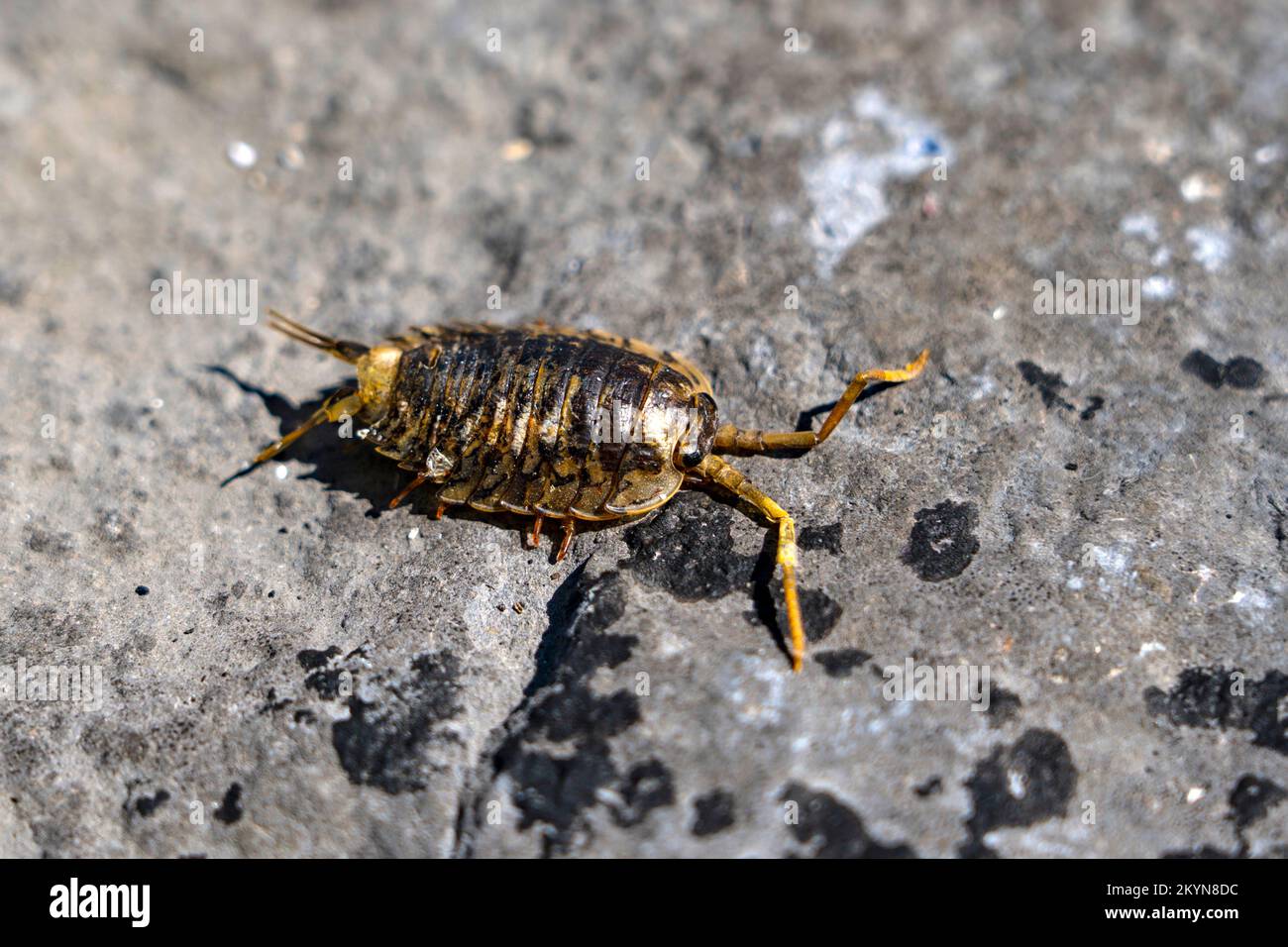 Common sea slater hi-res stock photography and images - Alamy