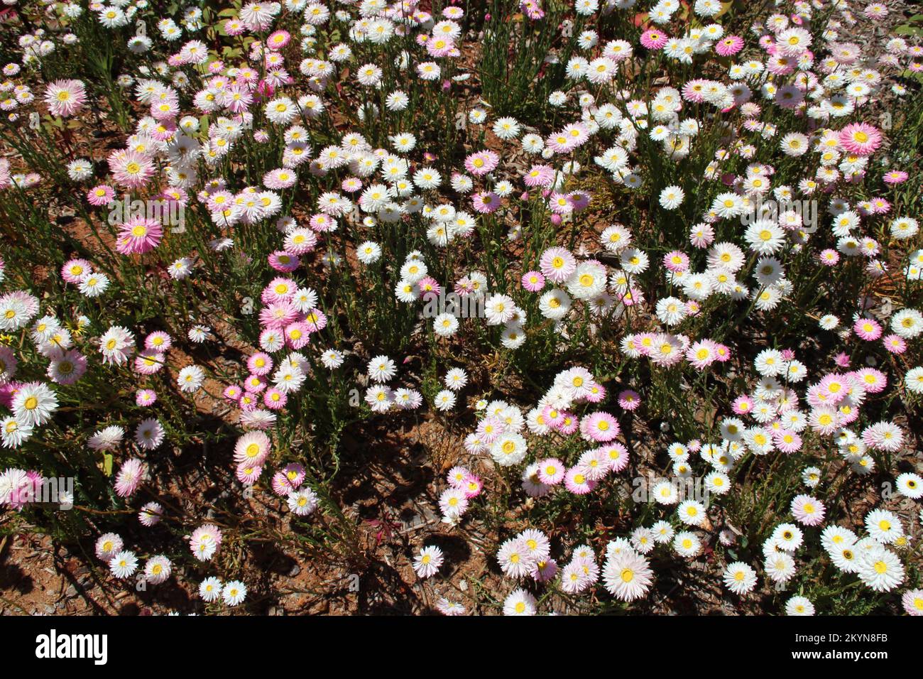 wild flowers in australia Stock Photo - Alamy