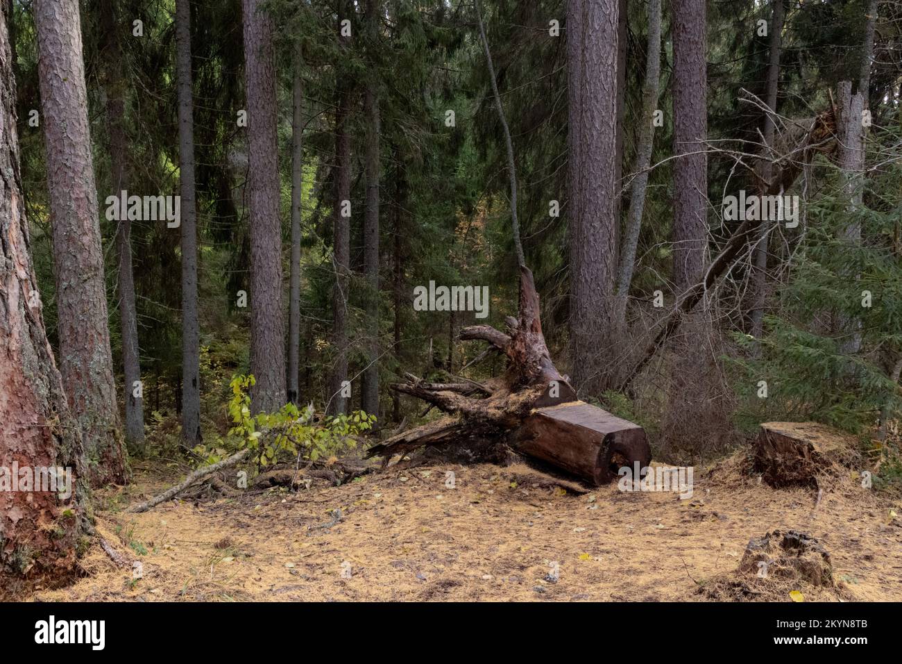 Fallen tree with roots in the autumn pine forest Stock Photo - Alamy