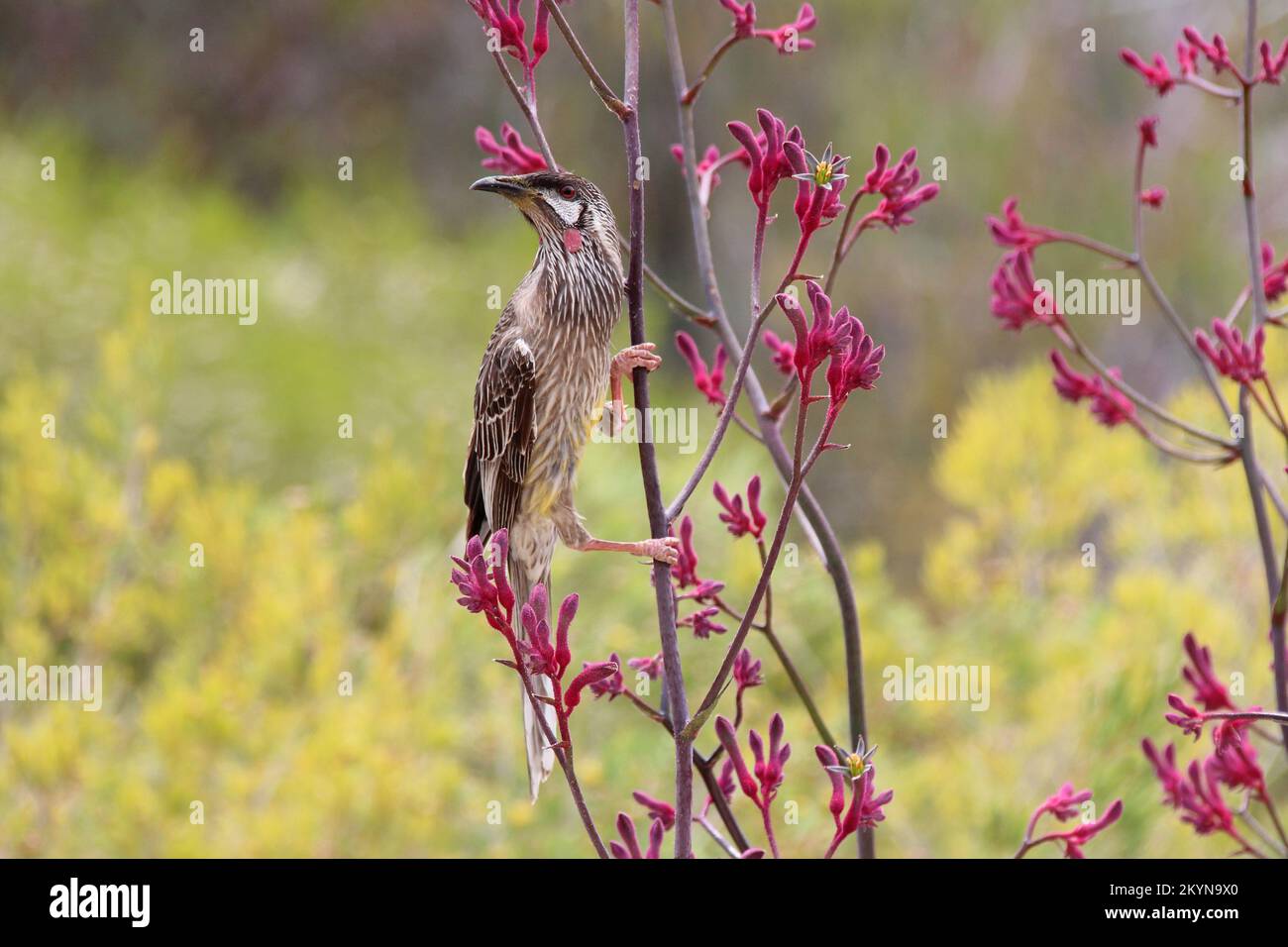 red wattlebird in perth in australia Stock Photo - Alamy