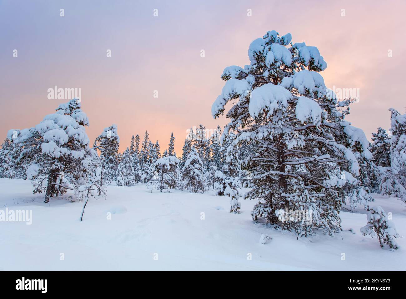 beautiful winter landscape snow tree Stock Photo - Alamy