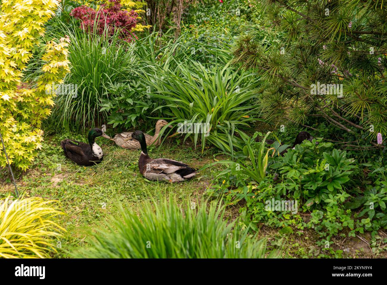Ducks plants hi-res stock photography and images - Alamy