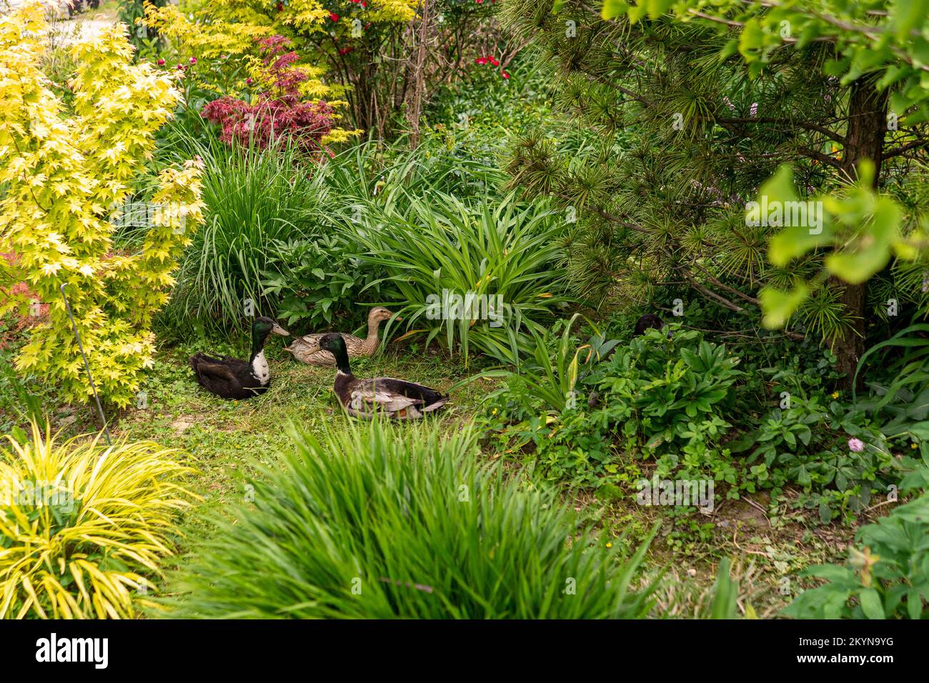 Ducks flower garden background hi-res stock photography and images - Alamy