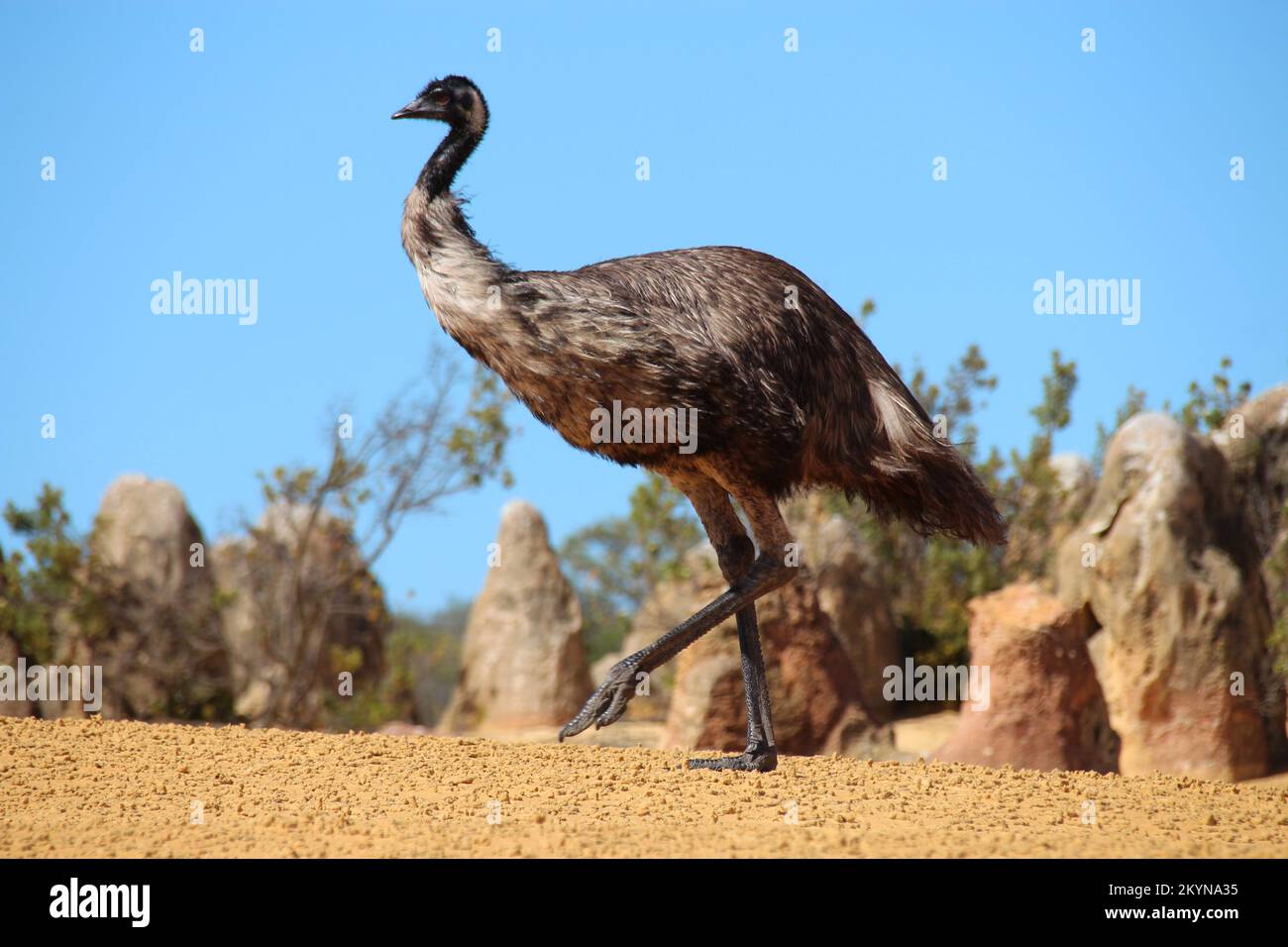 emu at pinnacles park in australia Stock Photo - Alamy