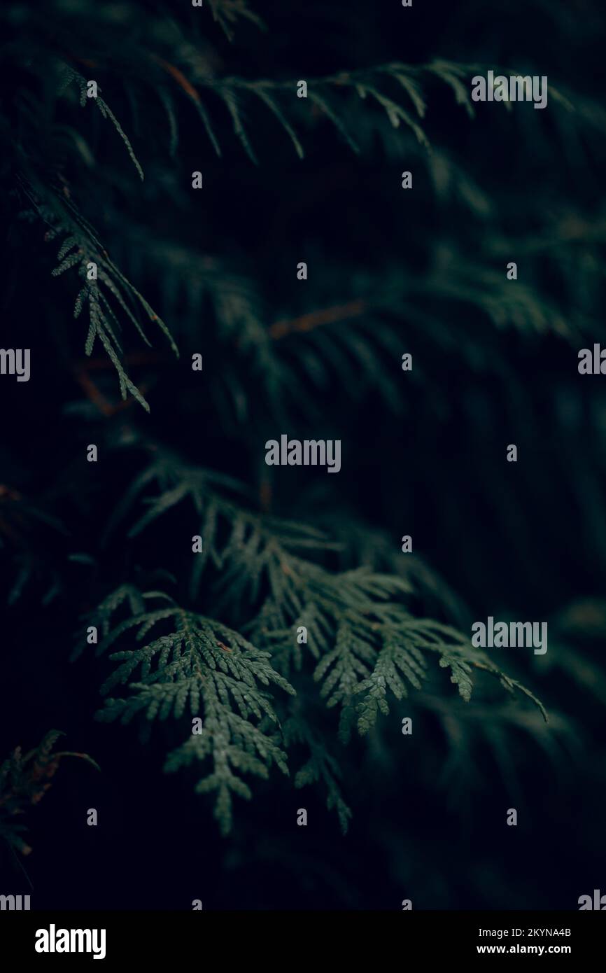 Dark evergreen hi-res stock photography and images - Alamy