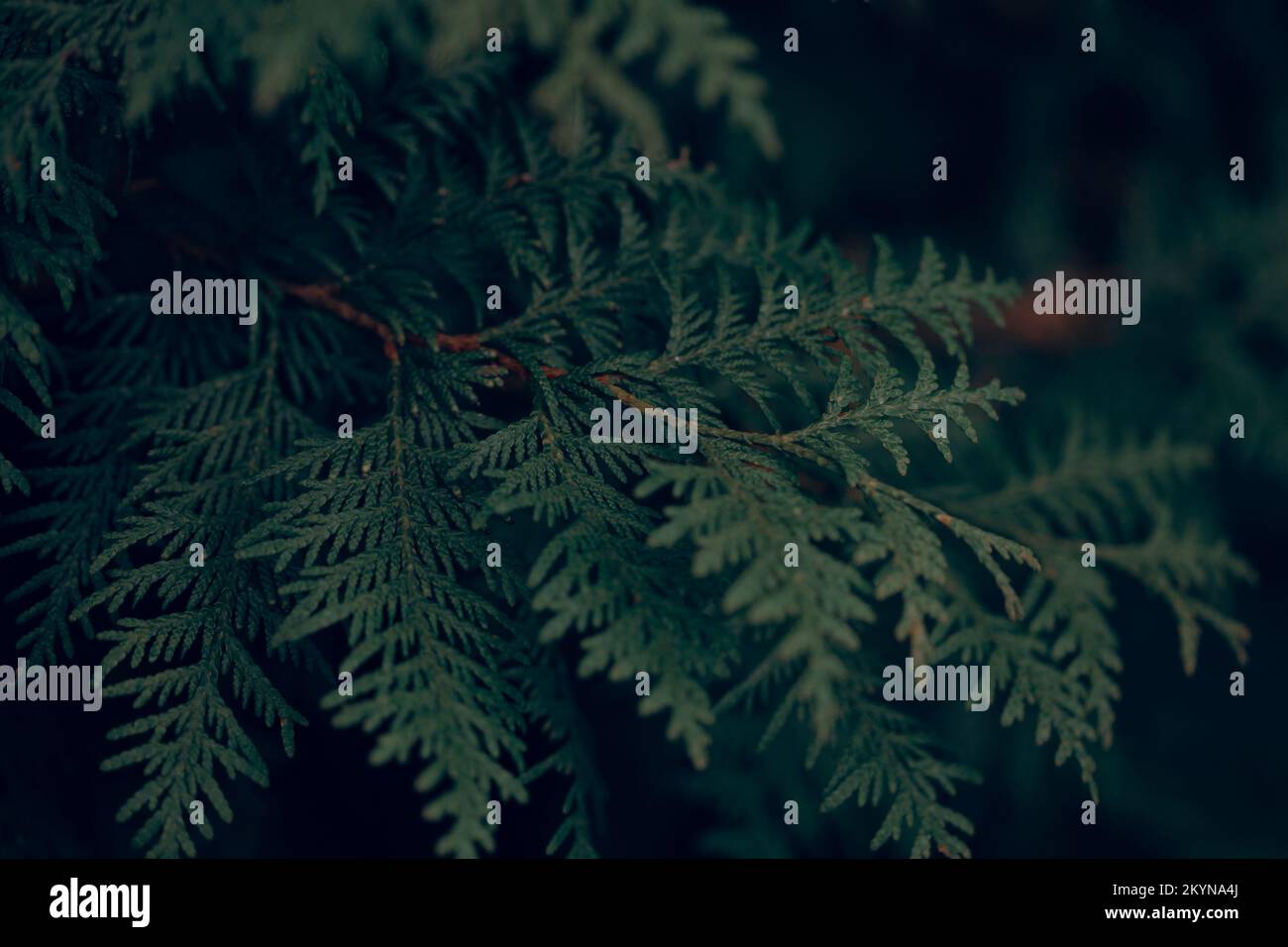 dark moody evergreen thuja tree background Stock Photo - Alamy