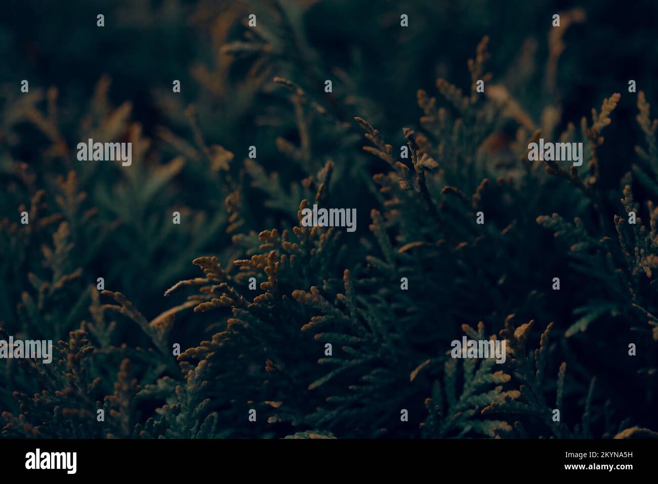 dark moody evergreen thuja tree background Stock Photo - Alamy