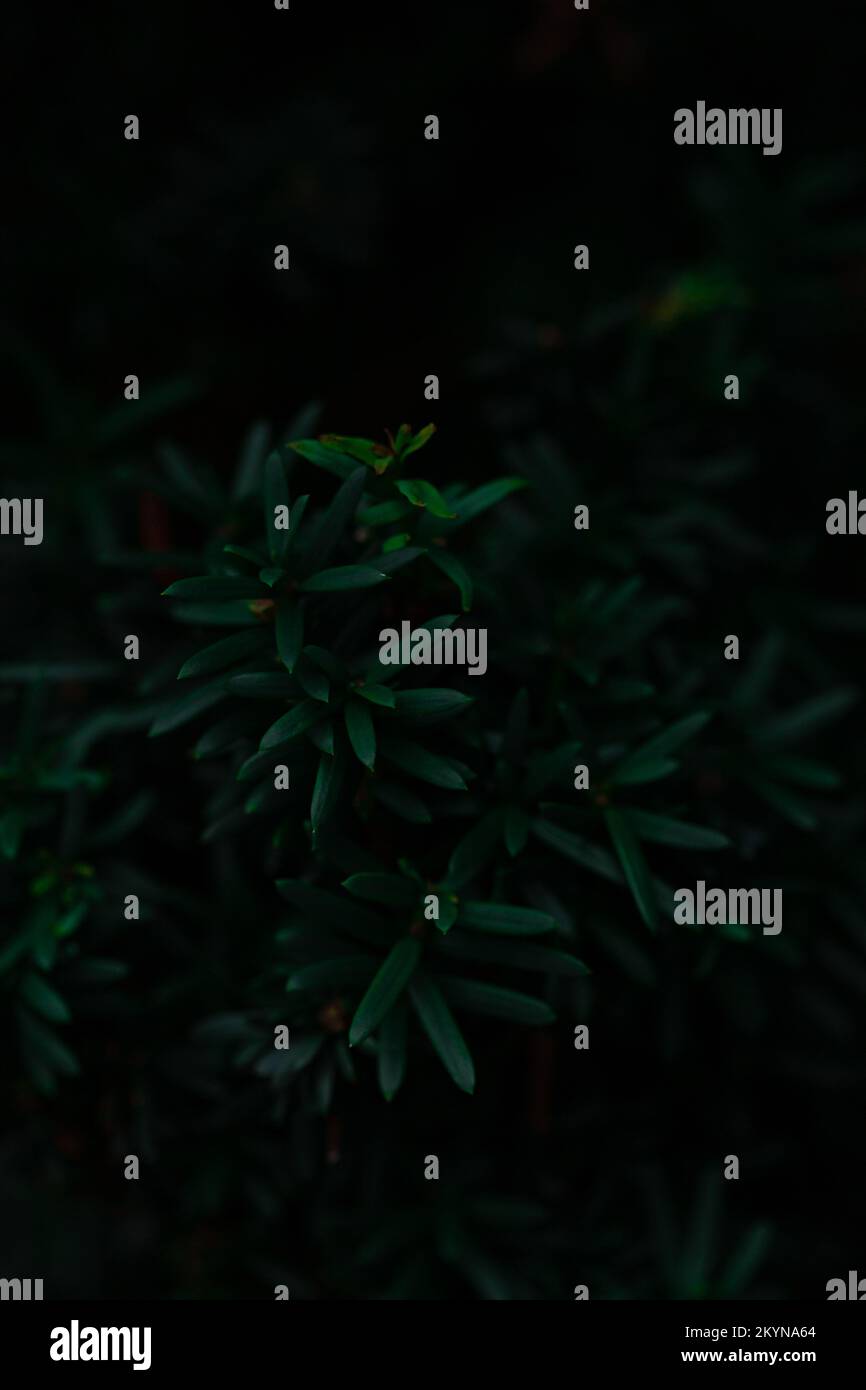 dark moody evergreen tree background Stock Photo - Alamy