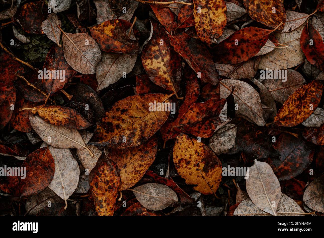 dark moody faded autumn leaf background, brown fall plants decay Stock ...