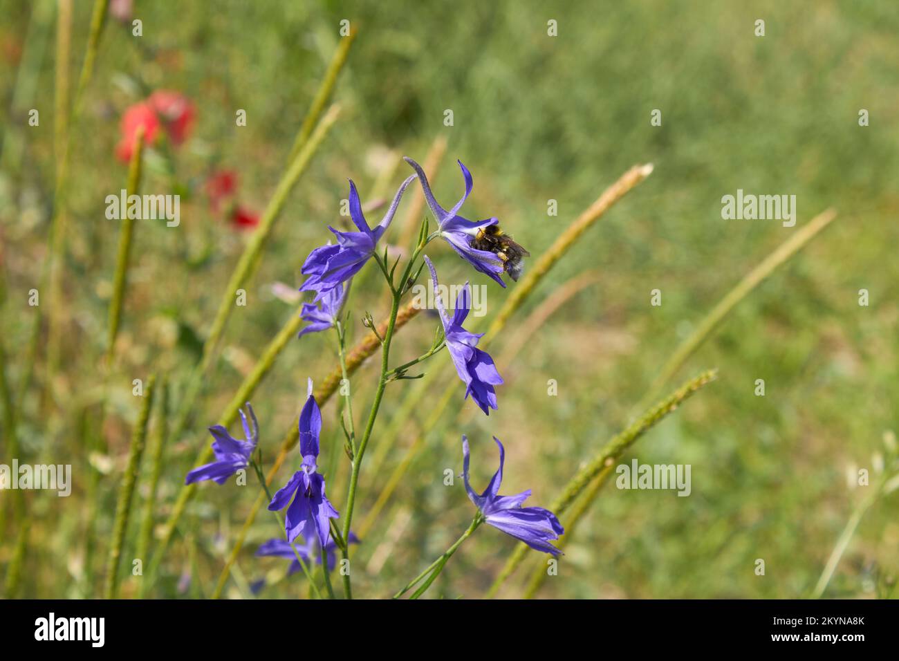 Up close beautiful consolida hi-res stock photography and images - Alamy