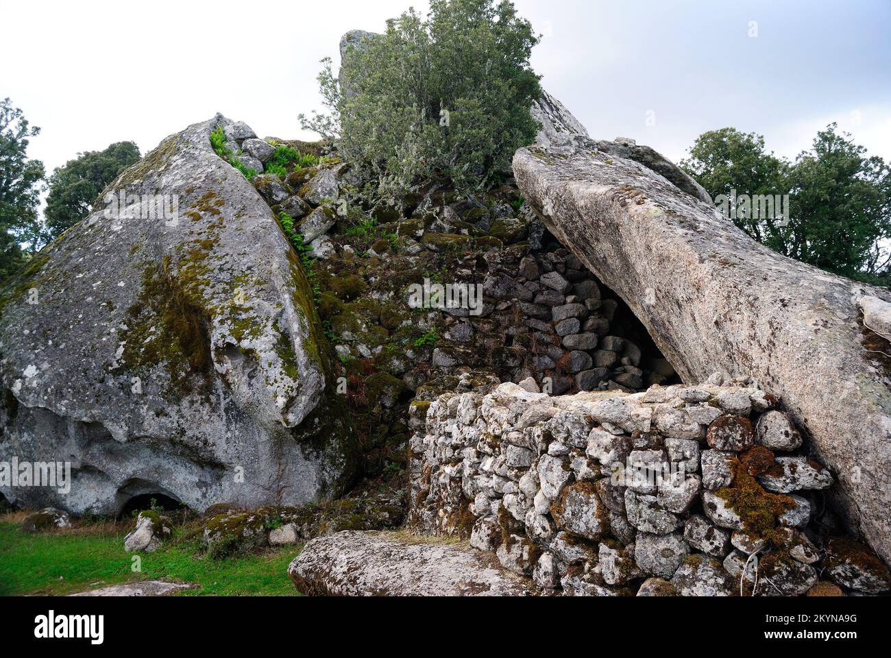 Su tassu hi-res stock photography and images - Alamy