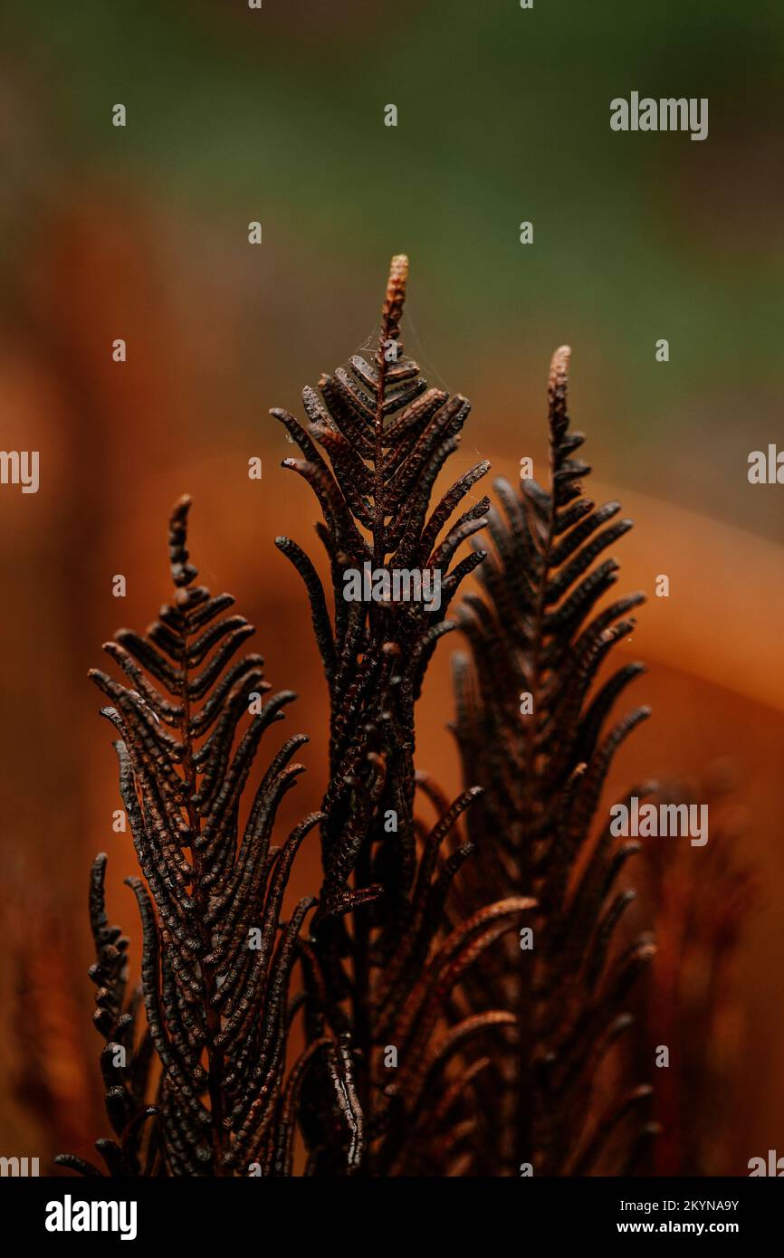 dark moody faded autumn leaf background, fall plants decay Stock Photo ...