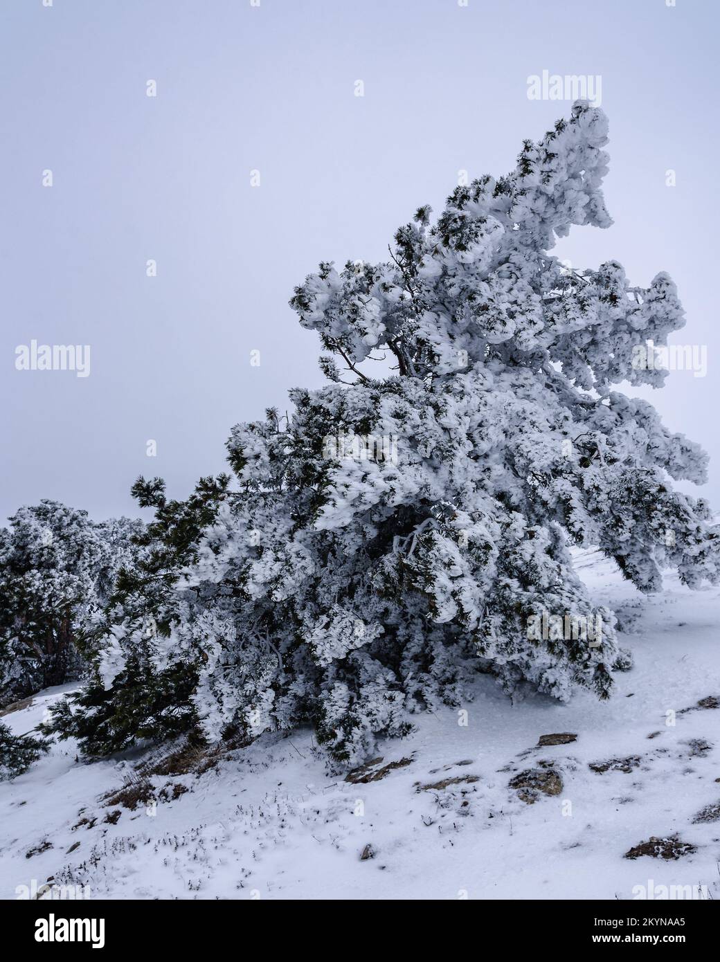 Snow covered pine trees on mountain Demerdzhi after blizzard in early ...
