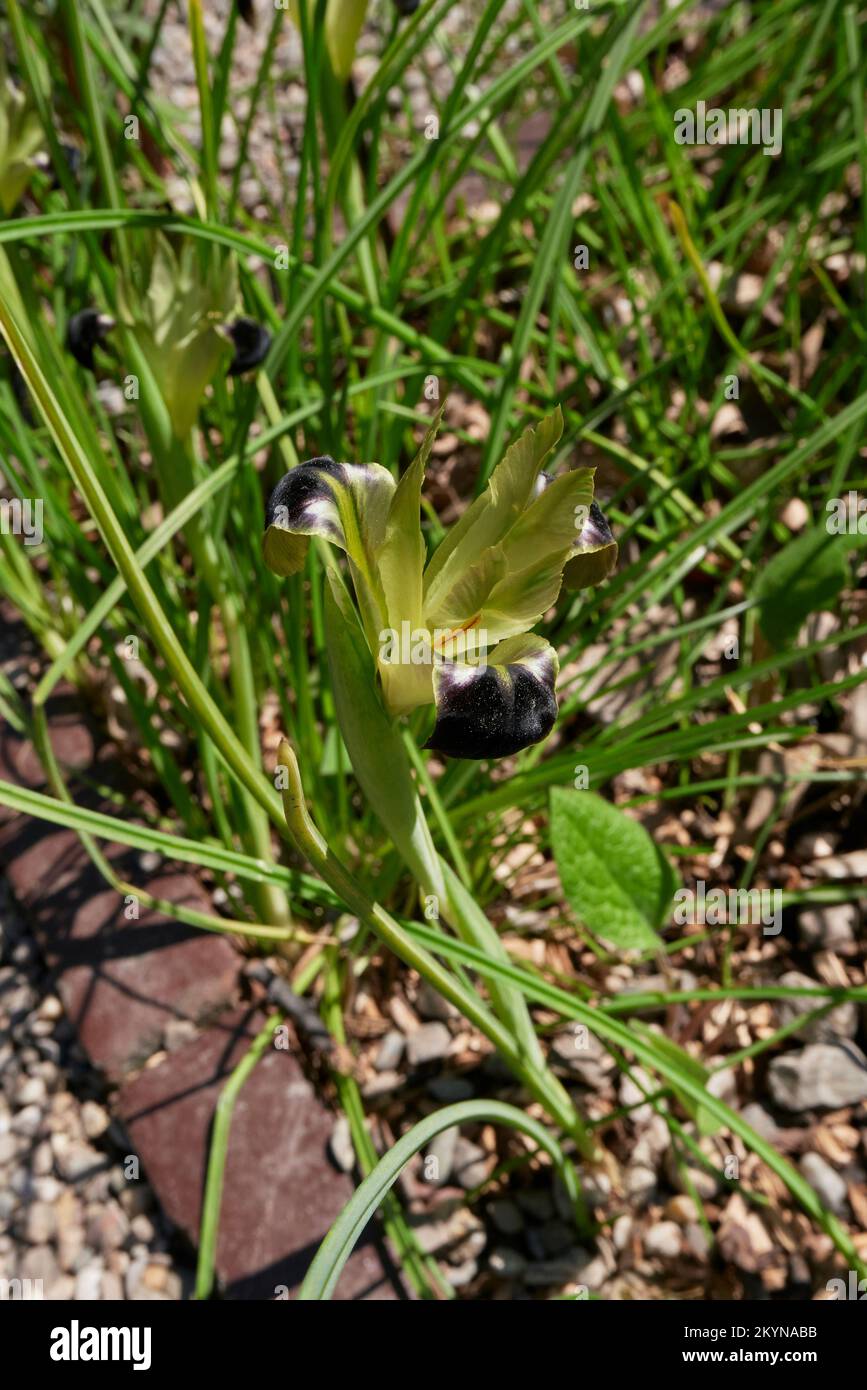 Snakes head iris iris tuberosa hi-res stock photography and images - Alamy