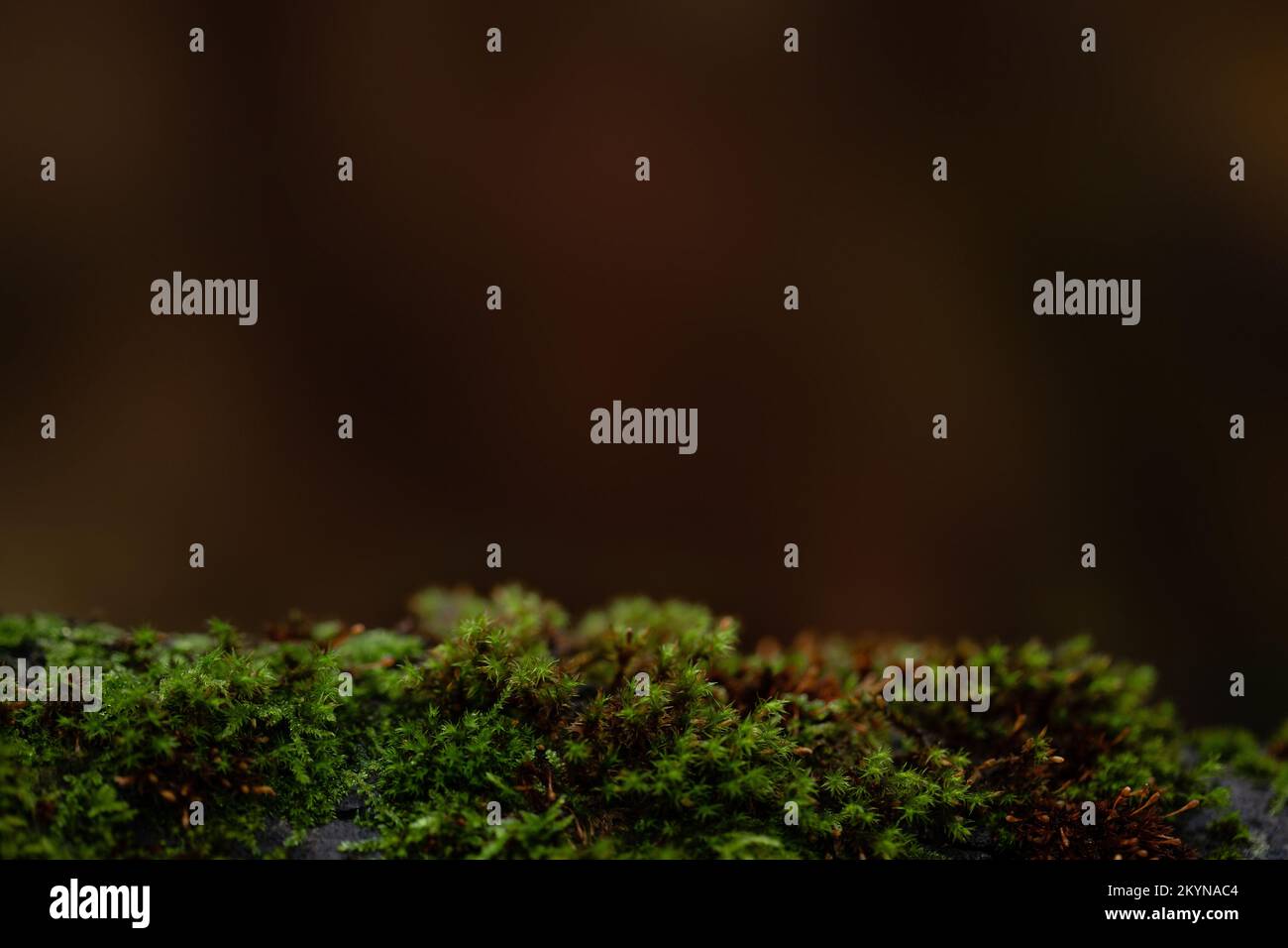 dark moody tree with moss background texture Stock Photo - Alamy