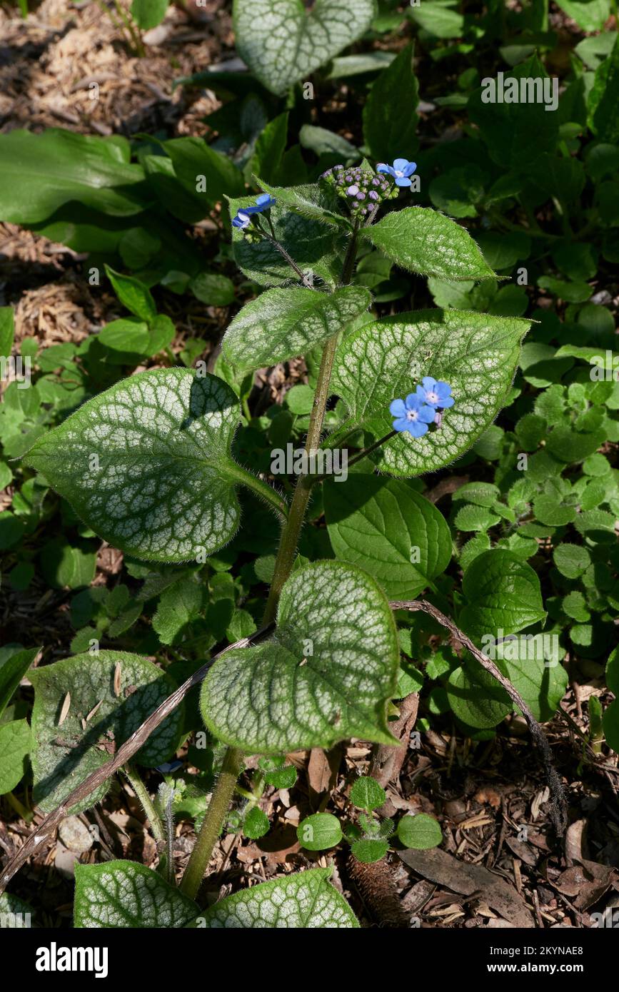 Omphalodes verna plant hi-res stock photography and images - Alamy