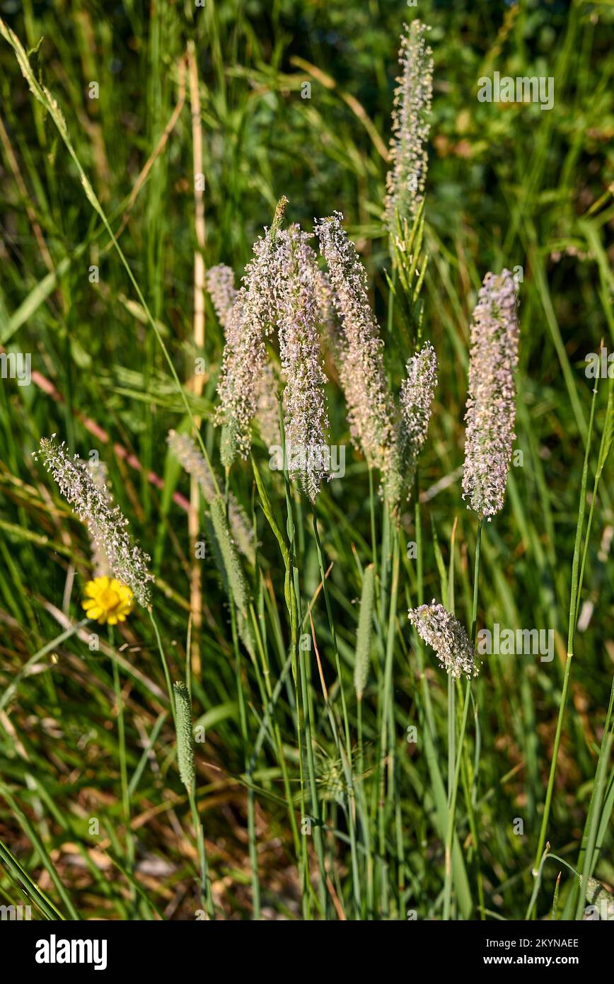 Phleum pratense grass in bloom Stock Photo - Alamy