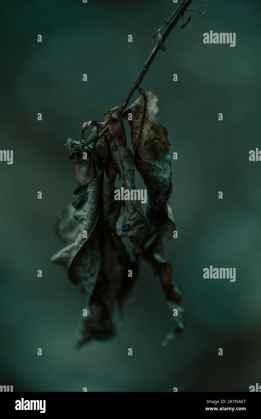 dark moody faded autumn leaf background, fall plants decay Stock Photo ...