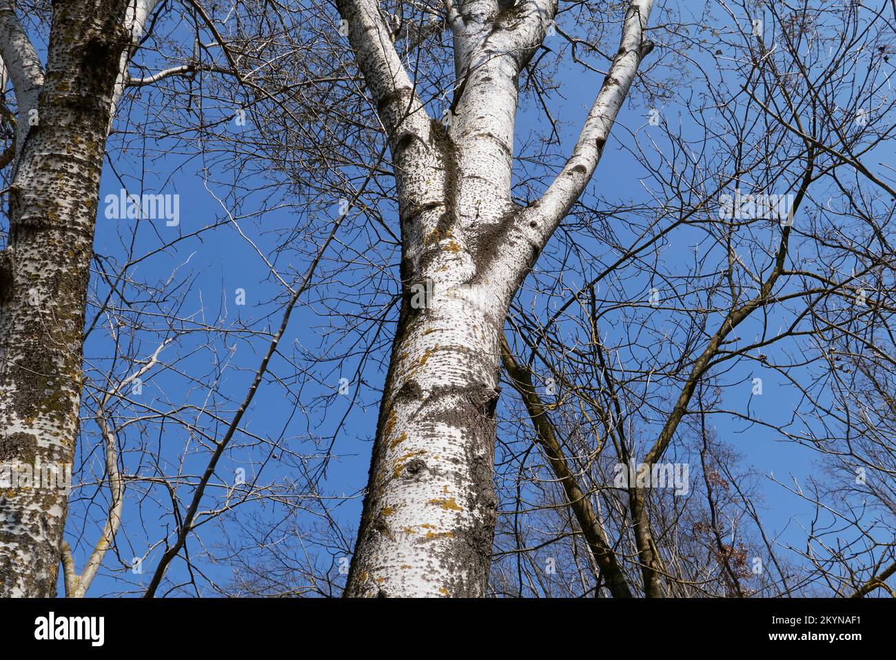 White poplar populus alba salicaceae hi-res stock photography and ...