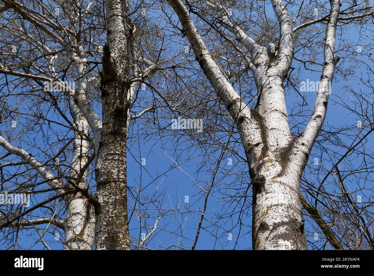 Silver poplar in winter hi-res stock photography and images - Alamy