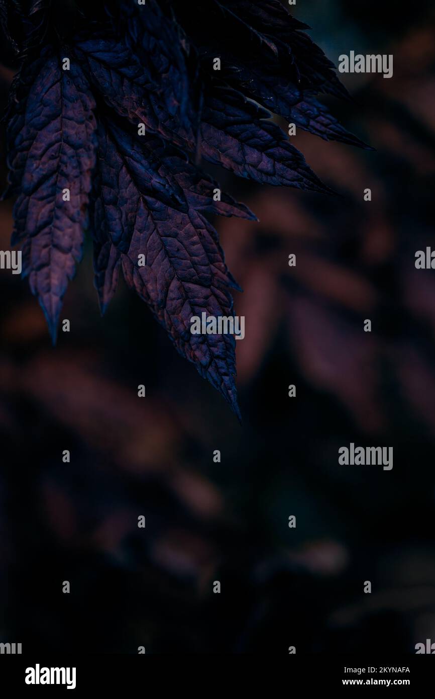dark moody faded autumn leaf background, blue fall plants decay Stock ...
