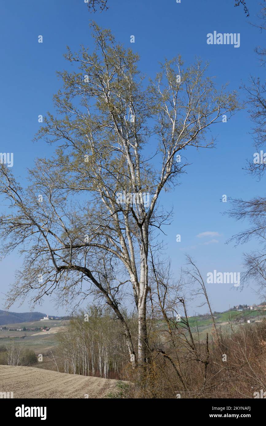 White poplar leaf populus alba hi-res stock photography and images - Alamy