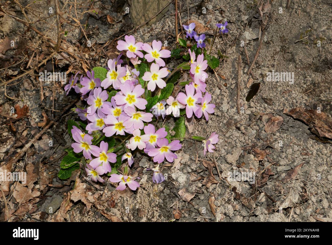 Primula vulgaris pink flowers hi-res stock photography and images - Alamy