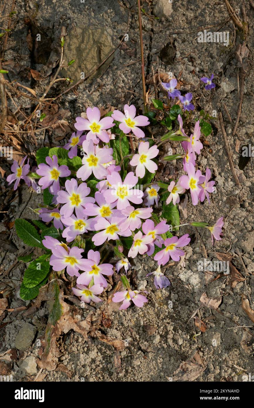 Primula vulgaris pink flowers hi-res stock photography and images - Alamy