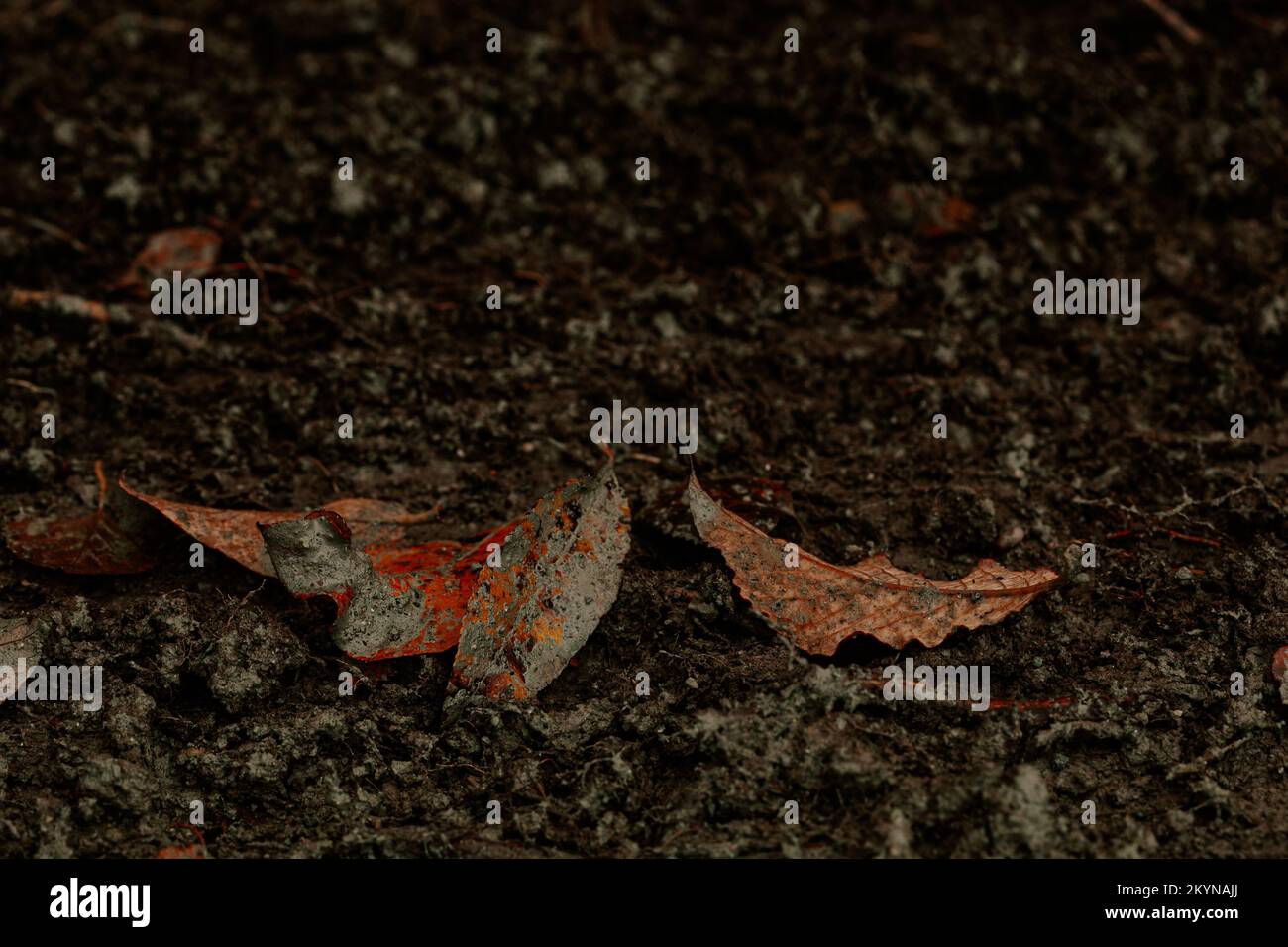 dark muddy road background, dirty ground and autumn leaves Stock Photo ...