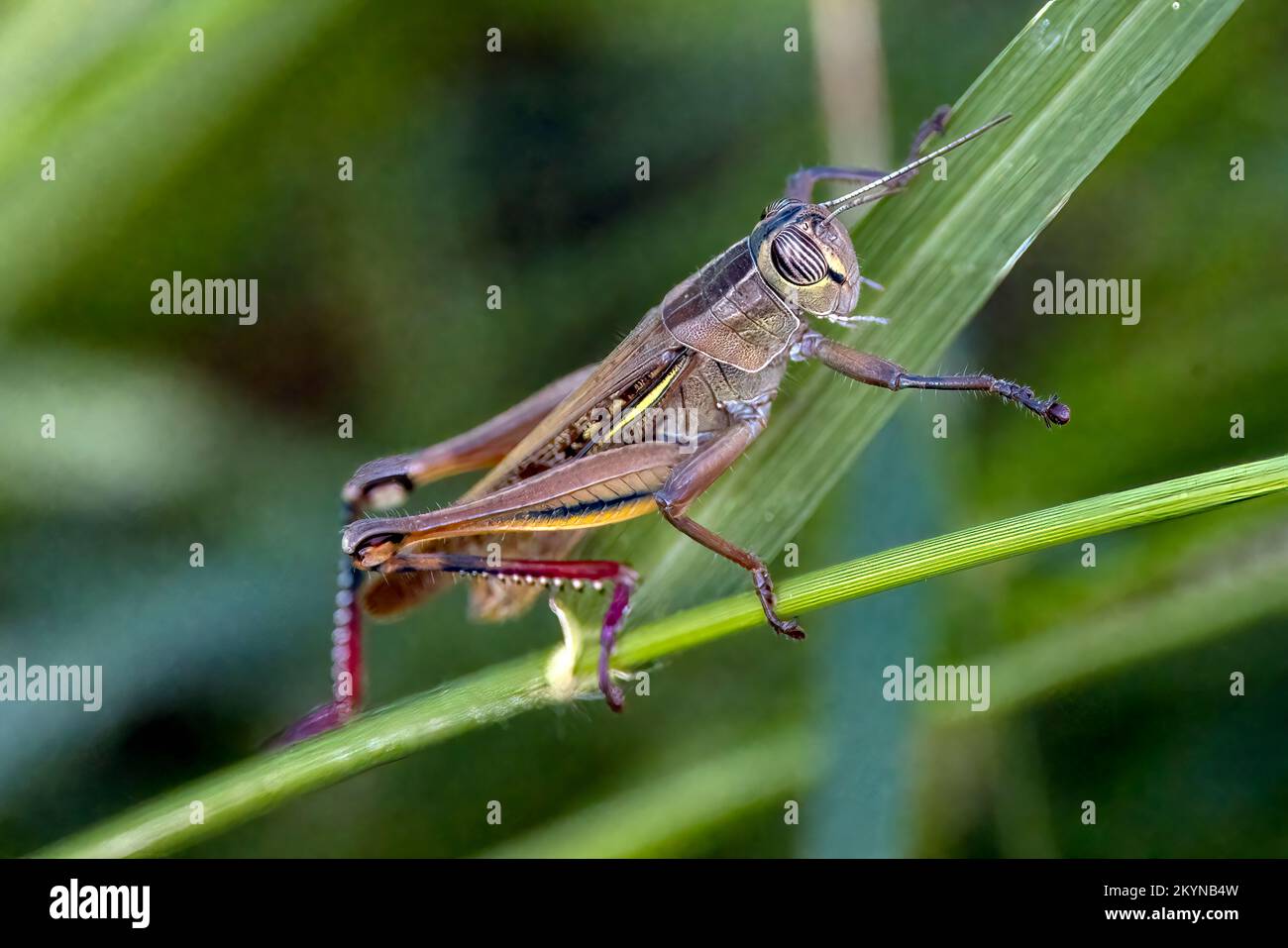 Grasshopper eyes hi-res stock photography and images - Alamy
