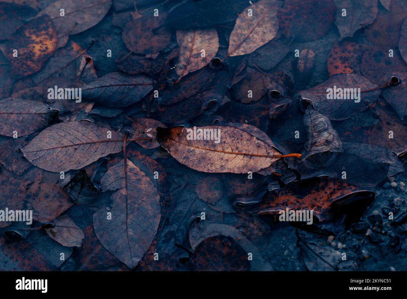 dark moody faded autumn leaf in water background, brown fall plants ...