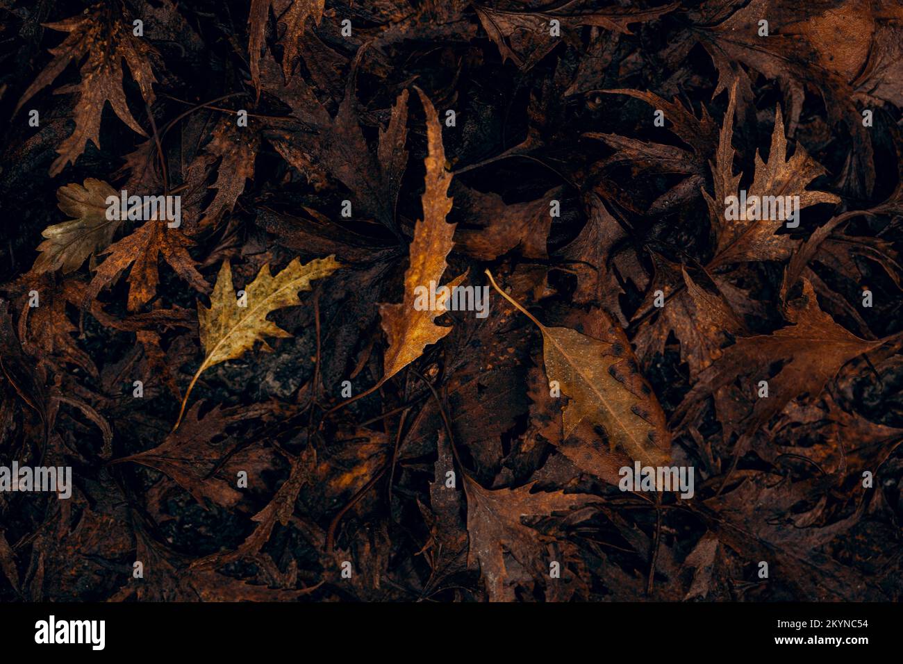 dark moody faded autumn leaf background, brown fall plants decay Stock ...