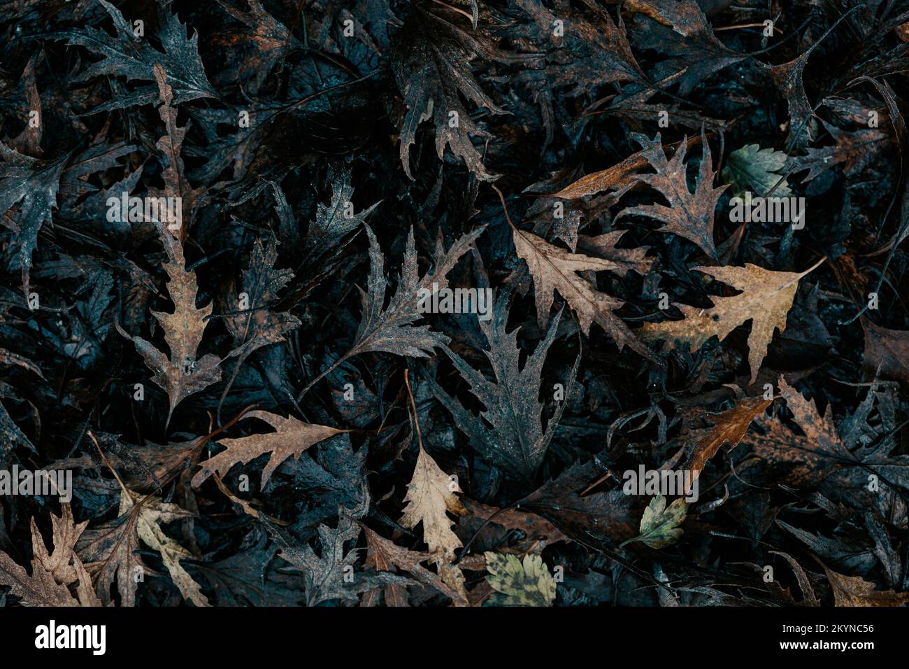 dark moody faded autumn leaf background, brown fall plants decay Stock ...