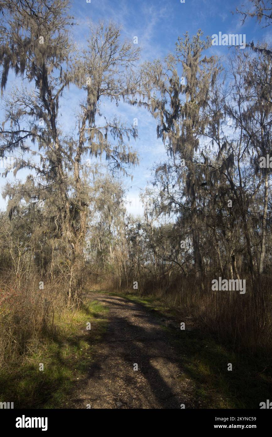 Scenes from Brazos Bend State Park in Texas Stock Photo - Alamy