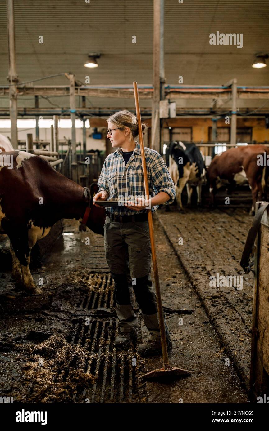 Female farmer with tablet PC and shovel standing by cattle at dairy ...