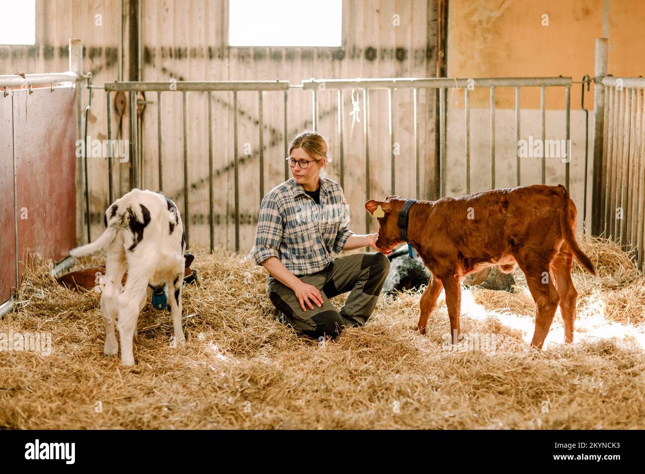 Female farmer examining calves at cattle farm Stock Photo - Alamy