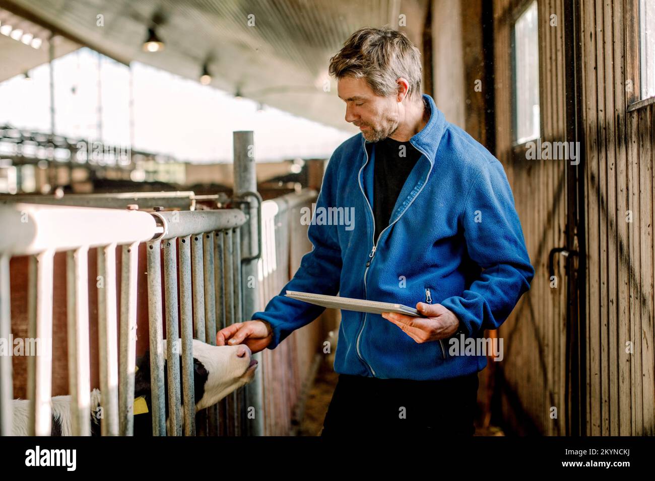Farmer with calf hi-res stock photography and images - Alamy