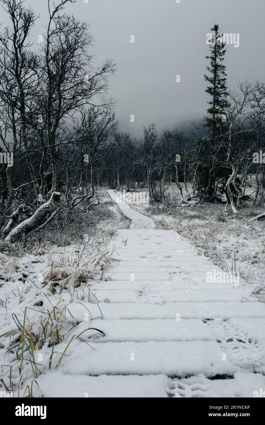 dark moody foggy landscape, path in Norwegian mountain to the top of ...