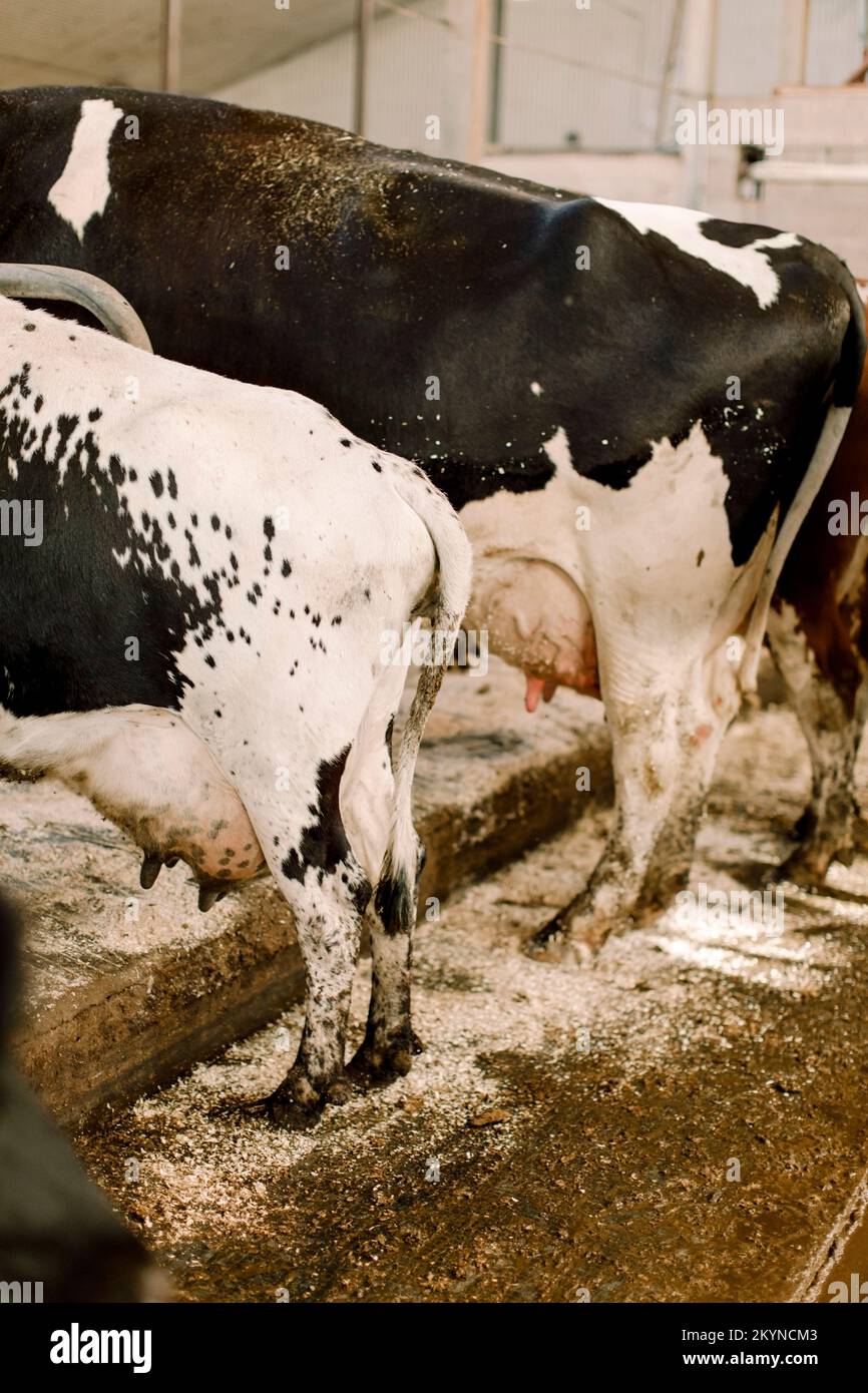 Standing cows hi-res stock photography and images - Alamy